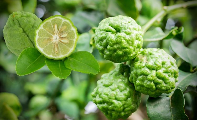 Citrus Bergamot: Health Benefits, Side Effects and Dosage – wyattandfreunde